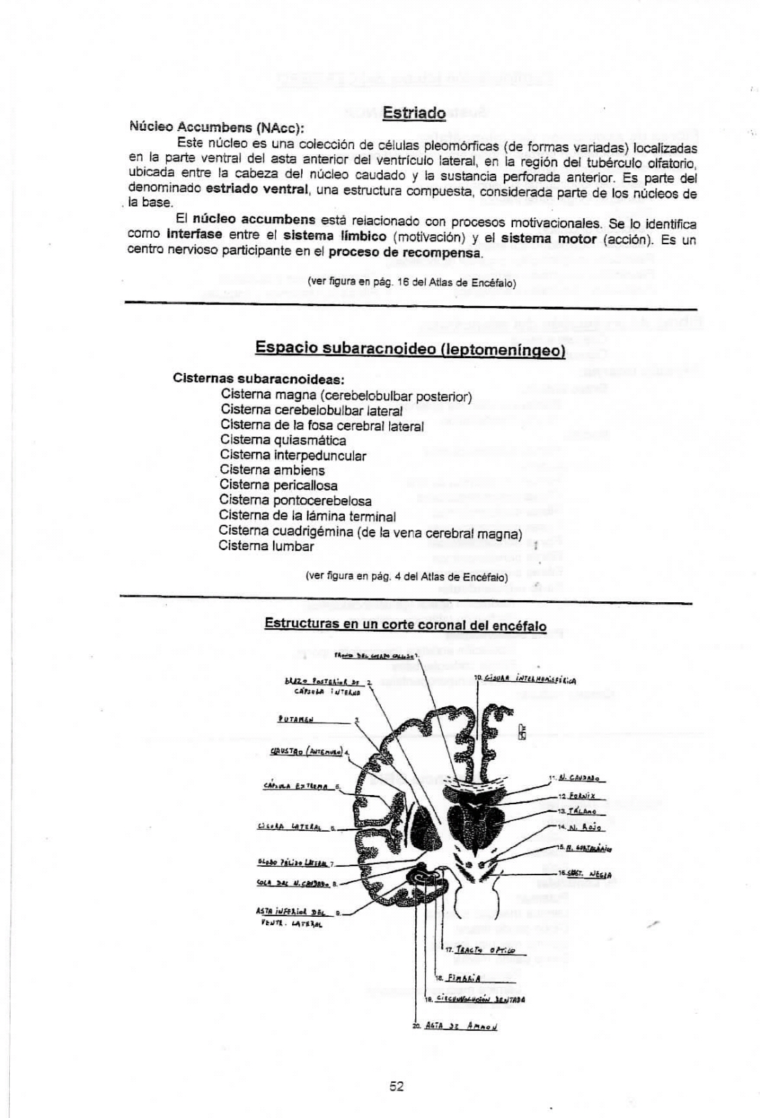 Estudiante de medicina : Apunte de neuroanatomia de Forlizzi Pro