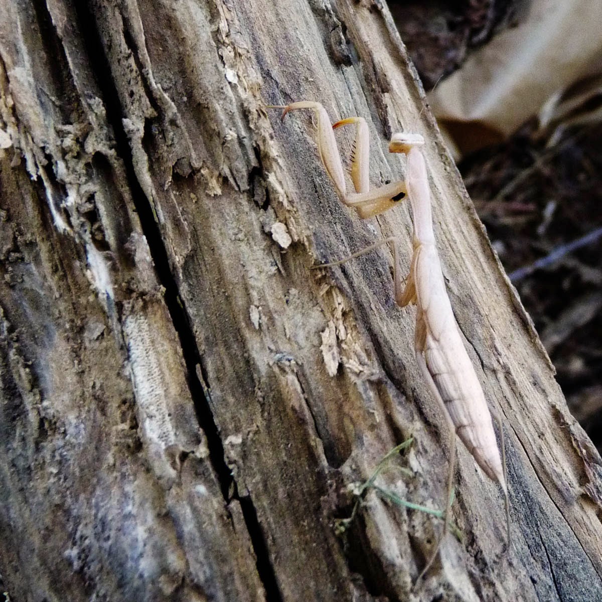 Bichos, bichillos y bicharracos: Mantis Religiosa Blanca