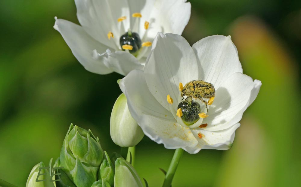 Mallorca es así también: La Primavera de los Insectos