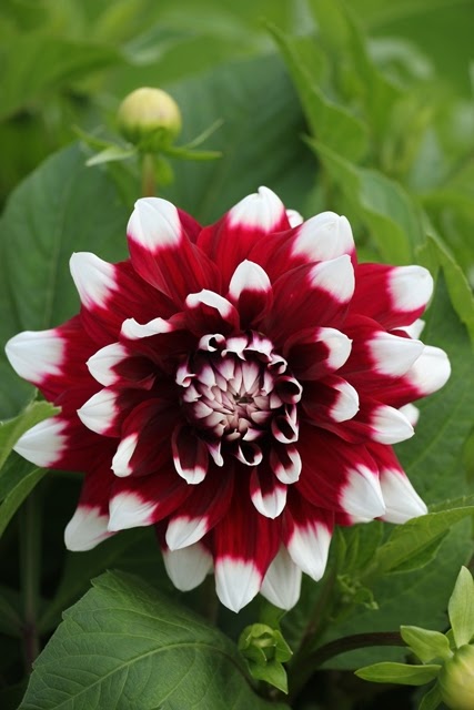 Mustavalkoisten koti: Uusien hankintasuunnittelua, viime kesän ...