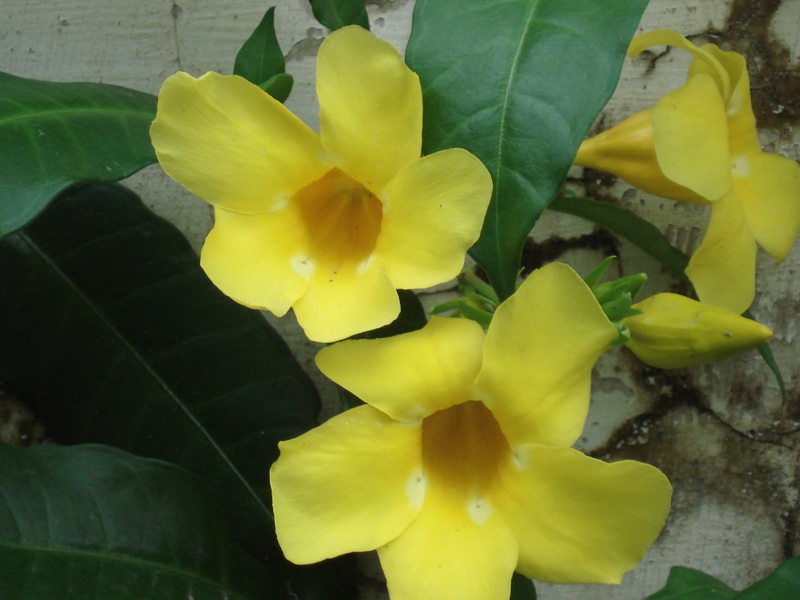 iNdAhNya BuNga: BUNGA ALAMANDA