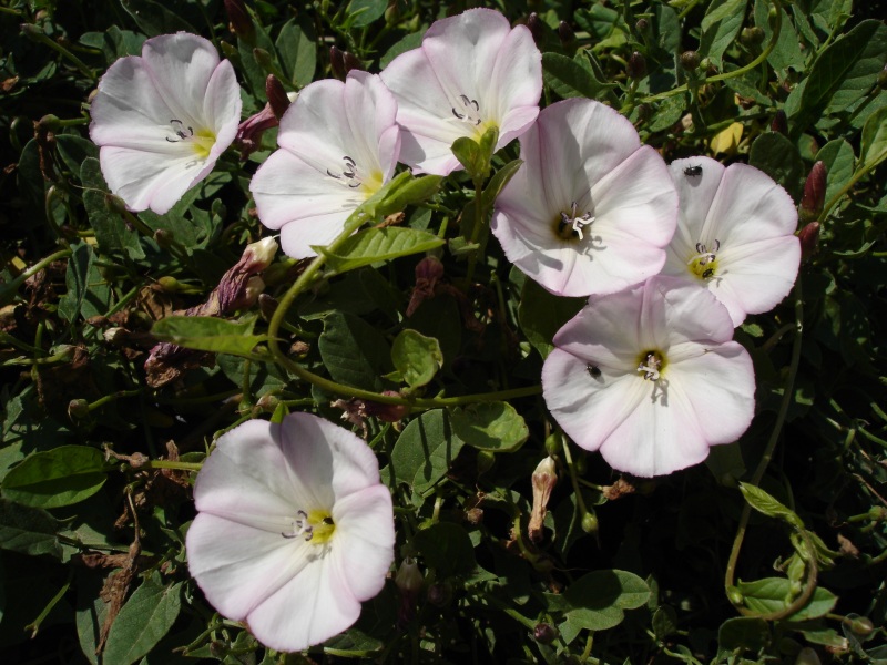 WHAT IS BINDWEED? |The Garden of Eaden