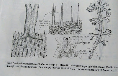 Roots: modified roots and functions of root-digieduco
