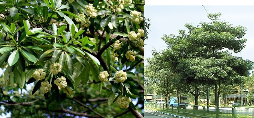 My Asian Secret Garden: Philippine Native Trees for the Garden and for ...