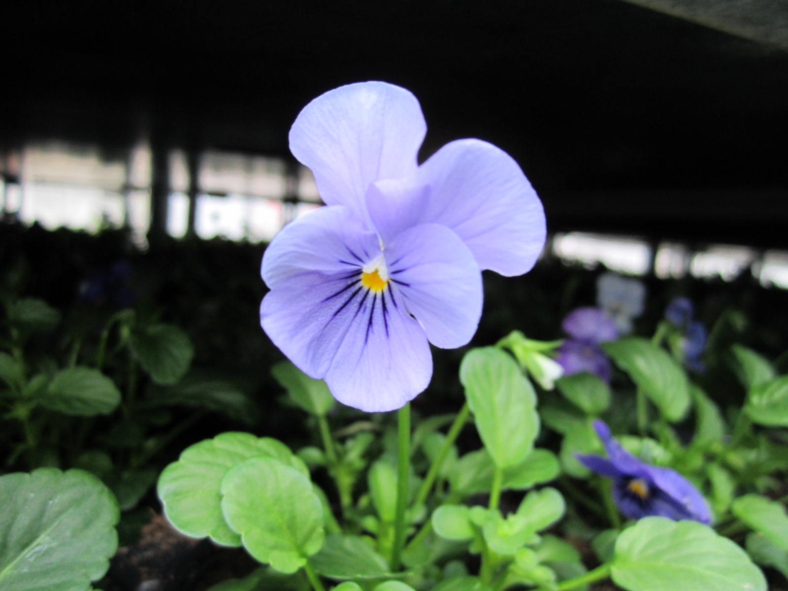 Hølland Gård: stemor og fioler i blomst