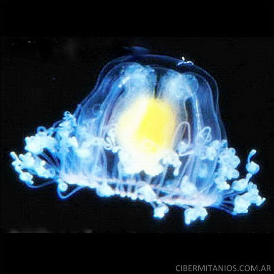 Cibermitaños: Turritopsis Nutricula: el animal inmortal