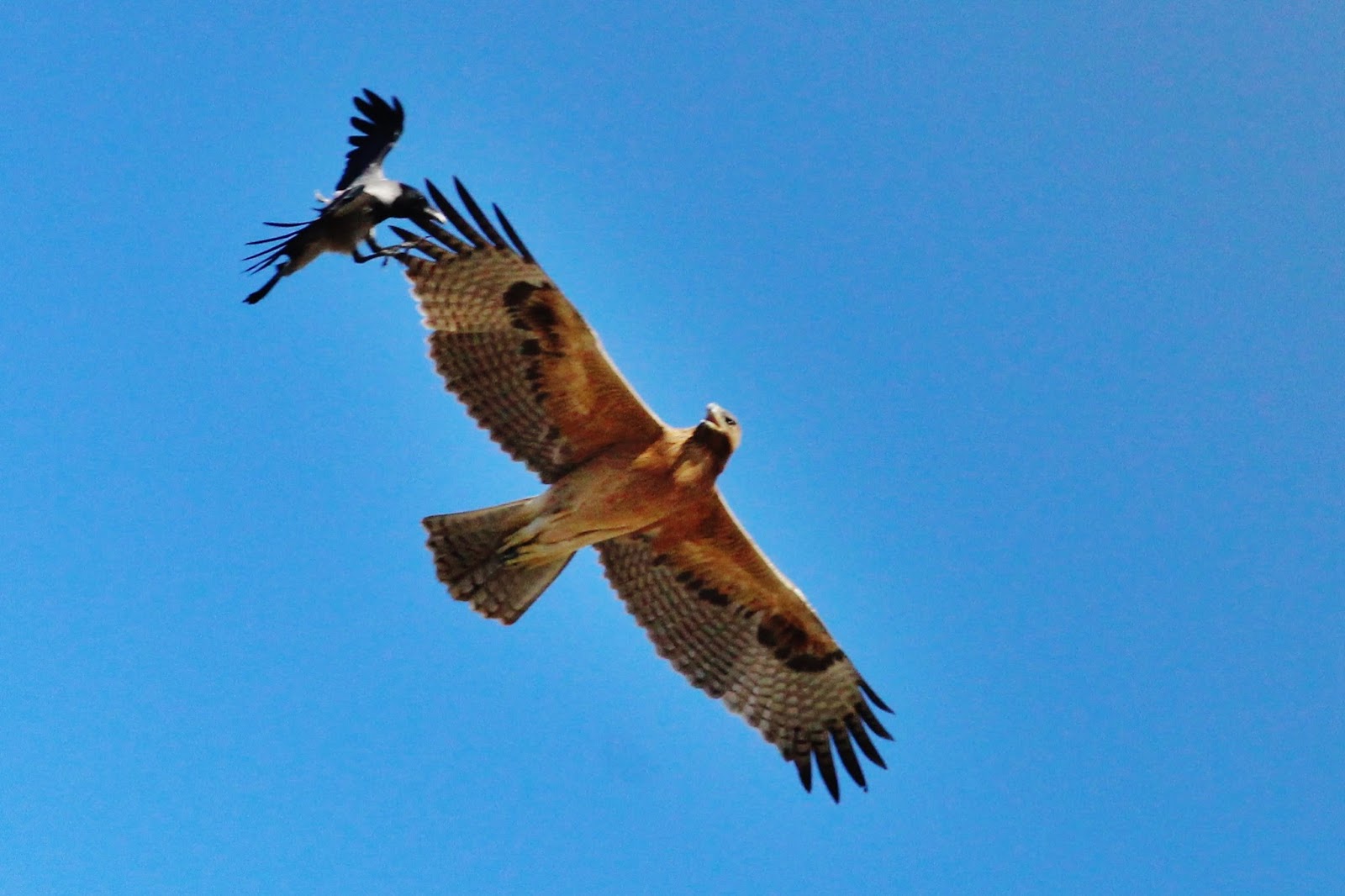 Cyprus Birding Tours And Wildlife Tours Around Cyprus