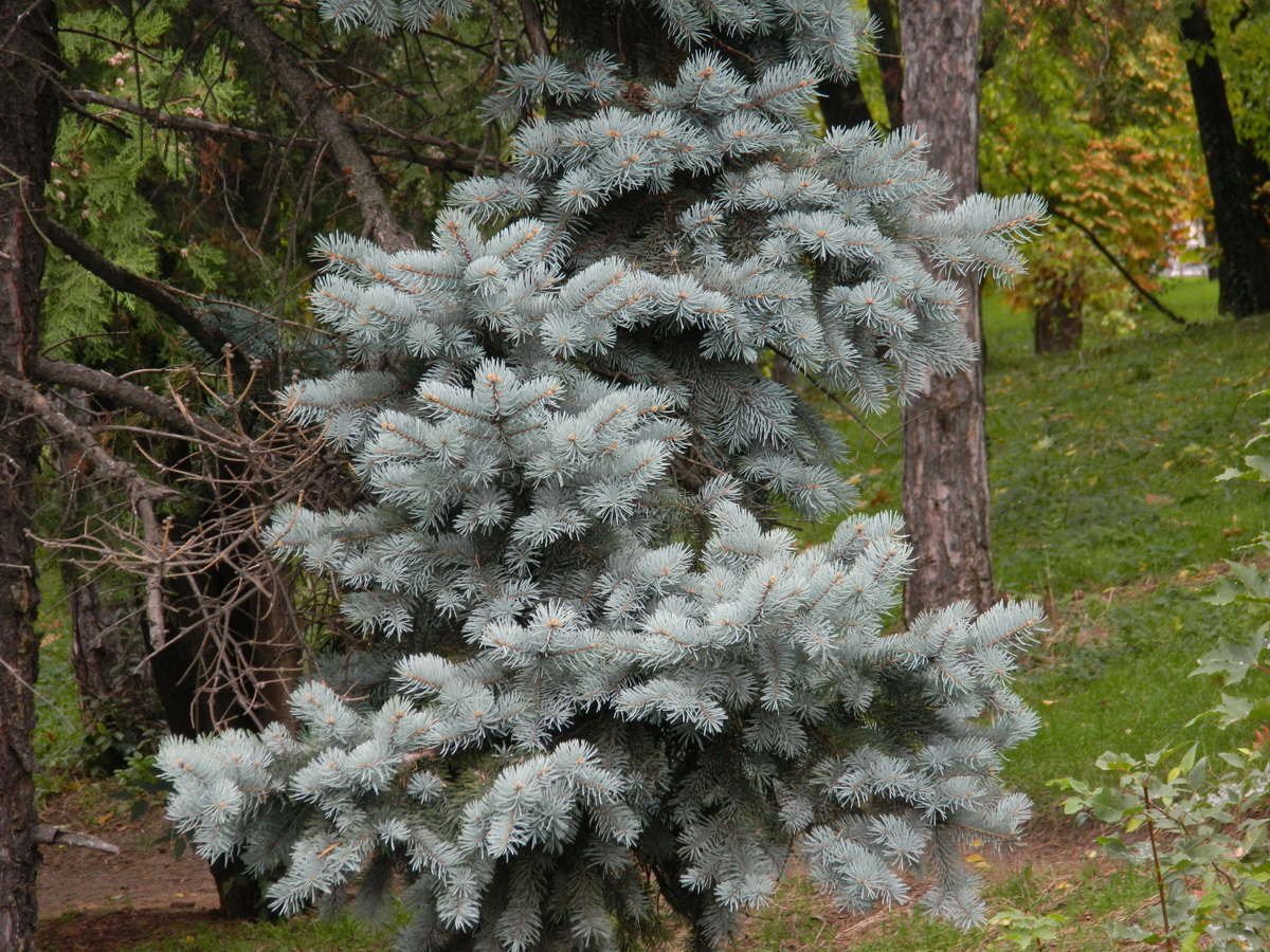 LA MULTI ANI, ROMANIA!: Brad argintiu