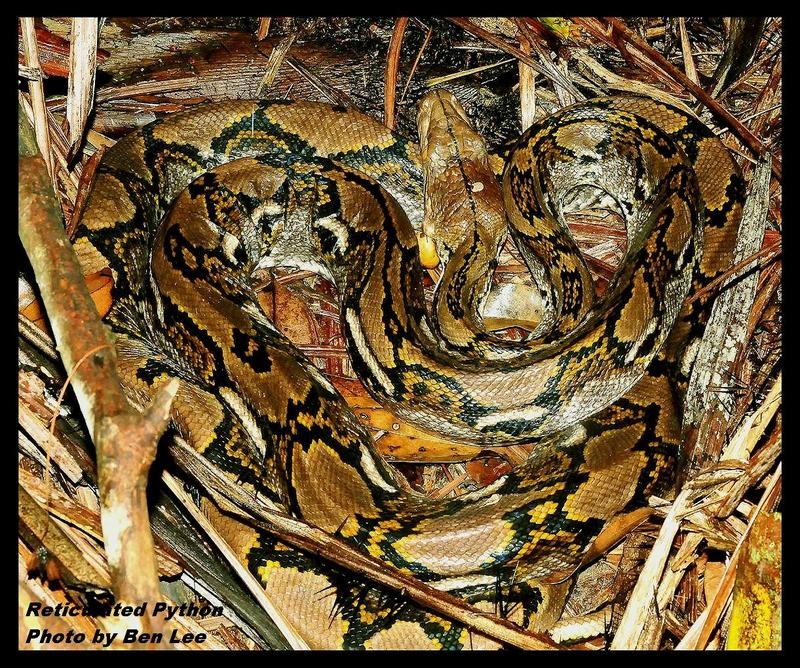 Singapore Wild Animals: Singapore Snakes