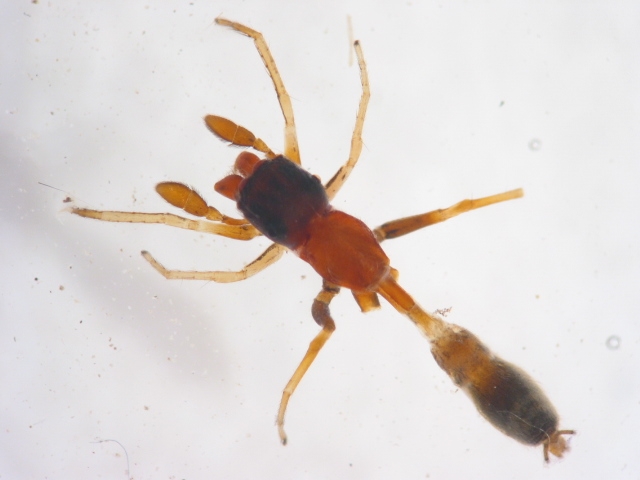 Jumping spiders of India