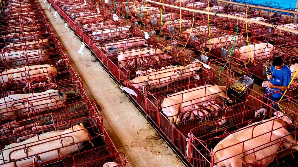 Intensive pig farming