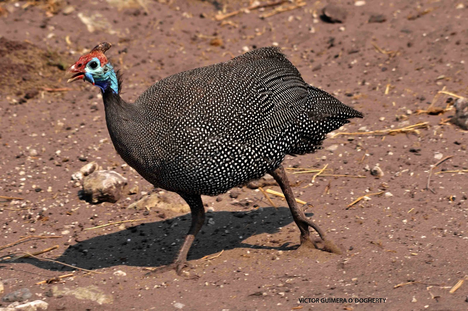 Mis imágenes de aves: DE NUEVO LAS PINTADAS