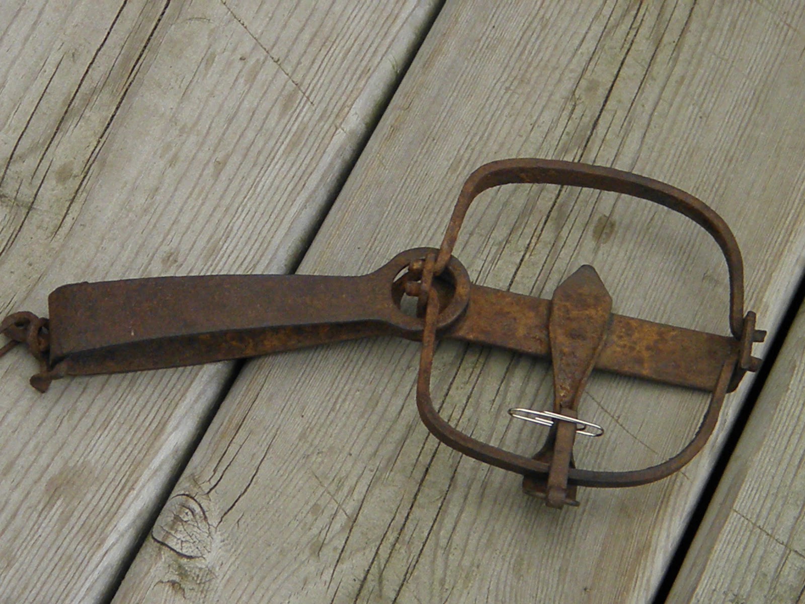 BACK TO THE WILD: HUMANE vs. INHUMANE