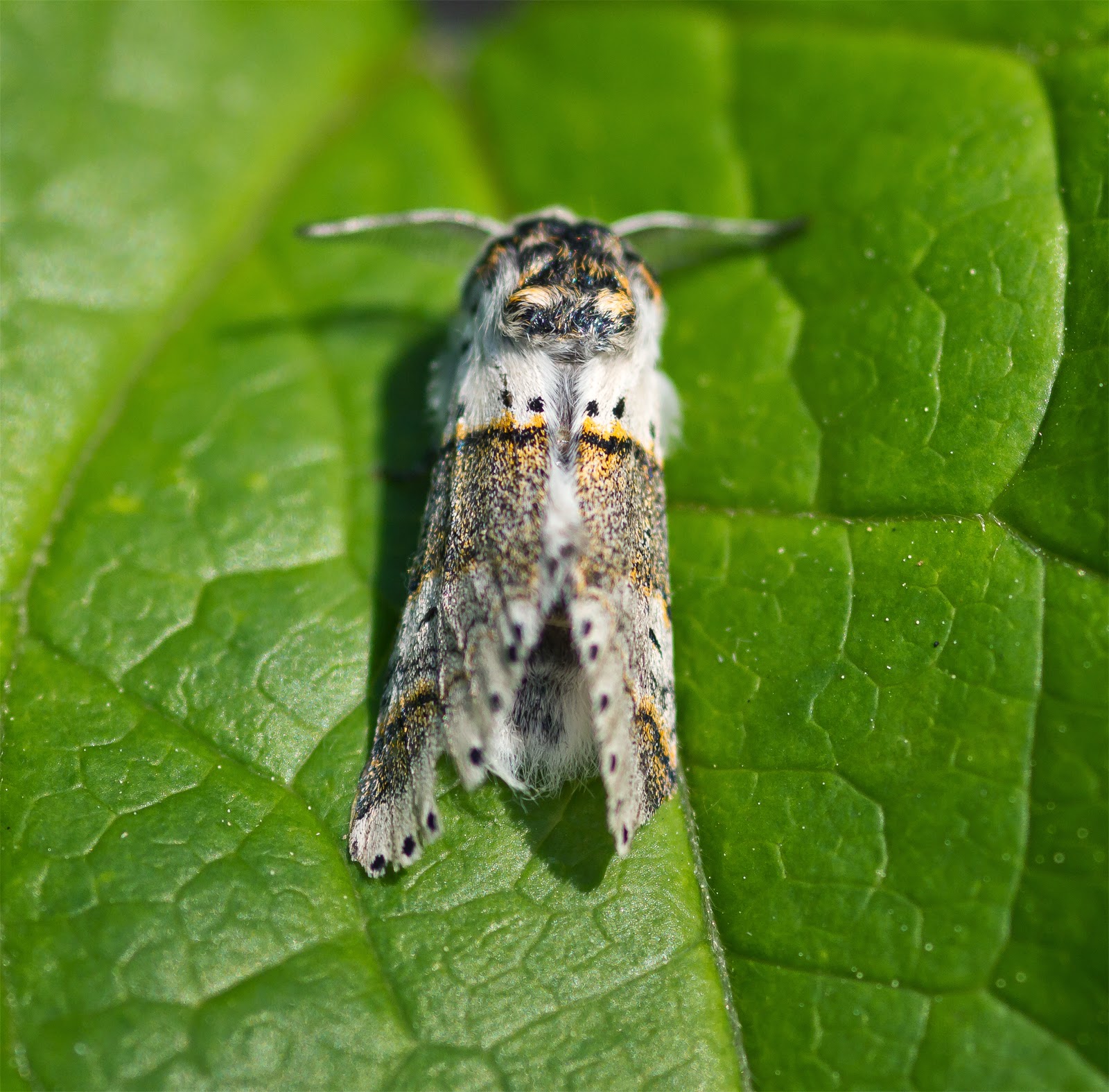 Bfb`s Outdoor Ramblings: Garden Moths - 16th May 2014