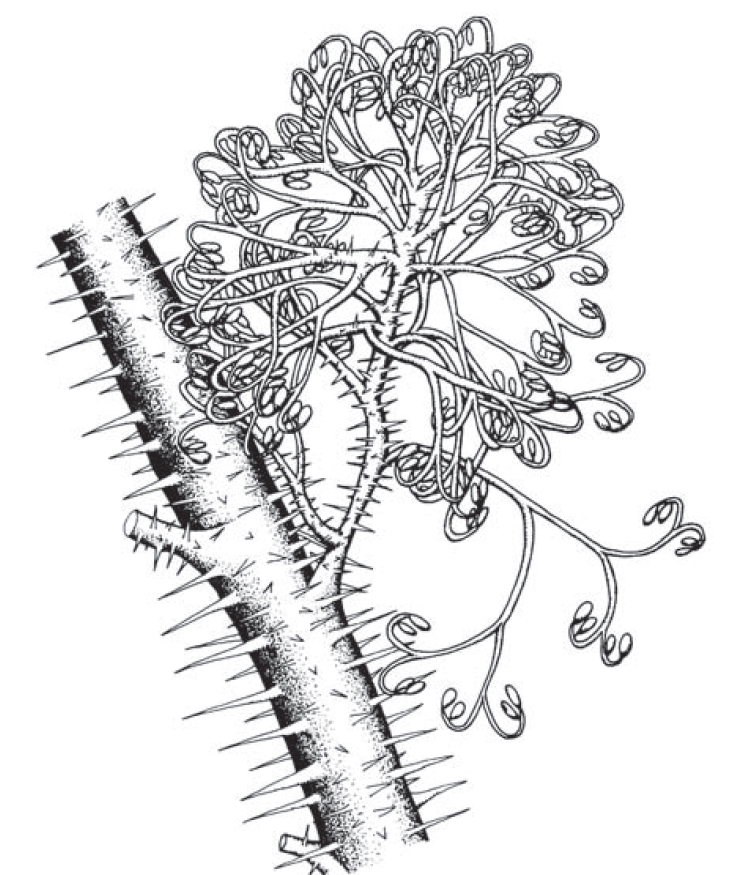 Paleontología en Colombia: Bosques devónicos de Colombia, un ecosistema ...