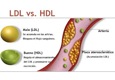 Entrenador Personal Sabadell: Tipos de colesterol: Bueno (HDL) y malo (LDL)