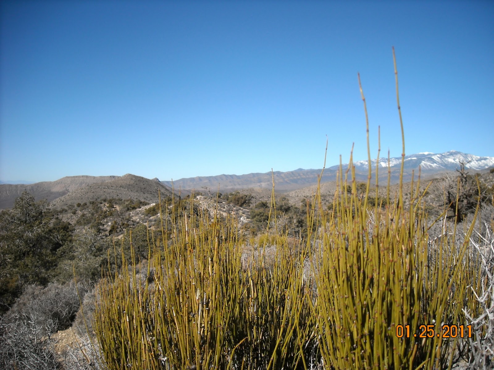 Chris's Nevada wilderness Corner: The diverse plant flora of the Nevada ...