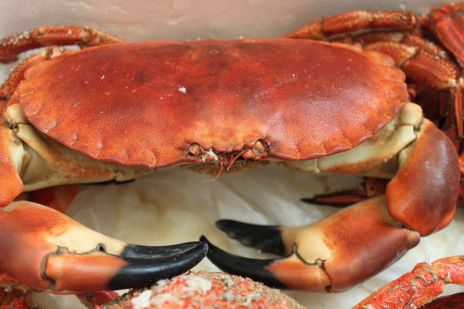 KESITO: BICHOS DEL MAR