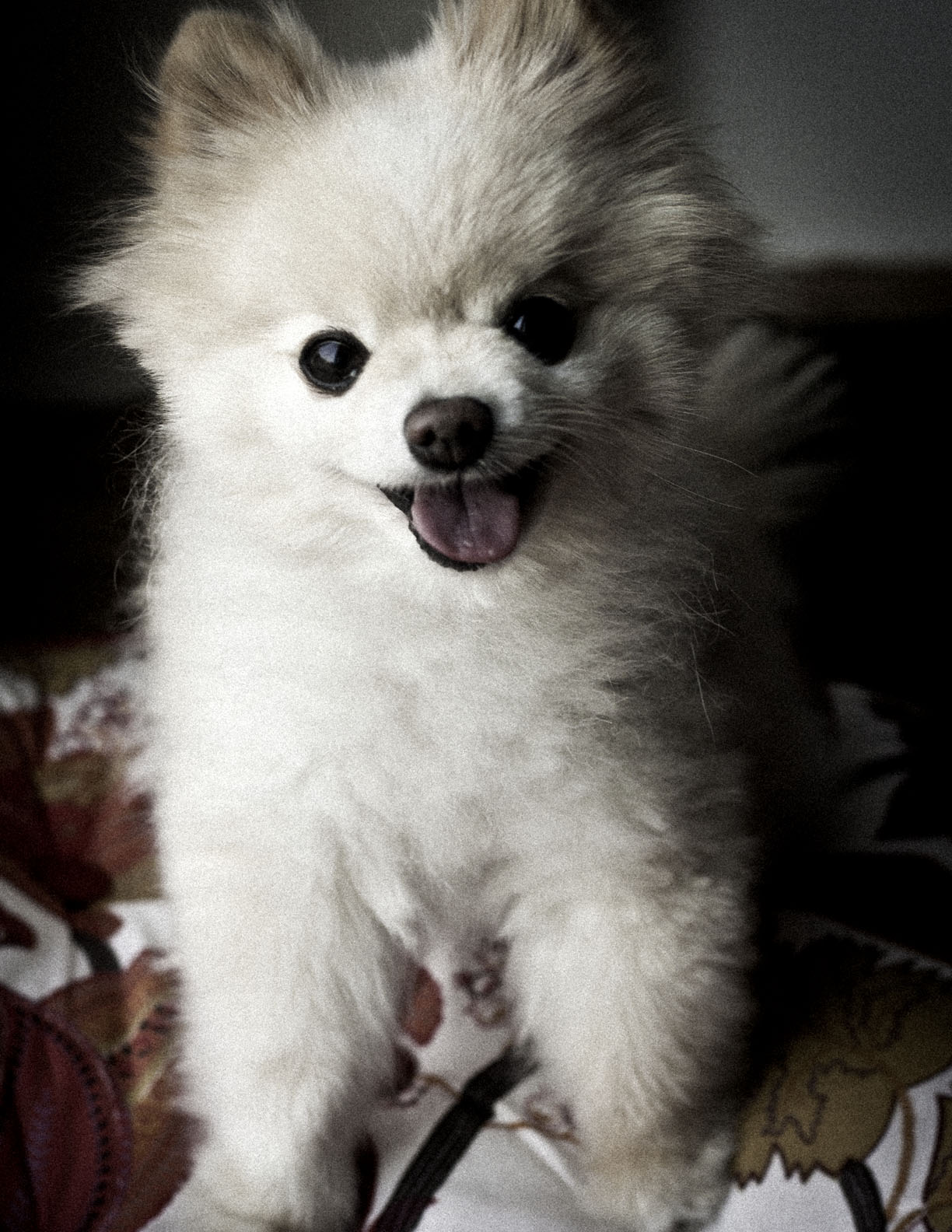 Puppycatandmouse/KimK Widmark : Blonde pomeranian pet portraits