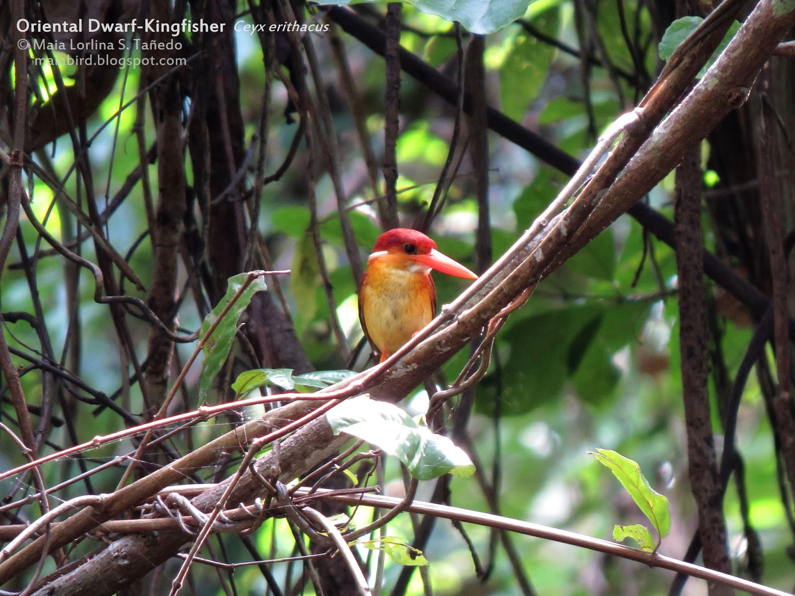 maiabird's brain: More Awesome Birds in Coron!