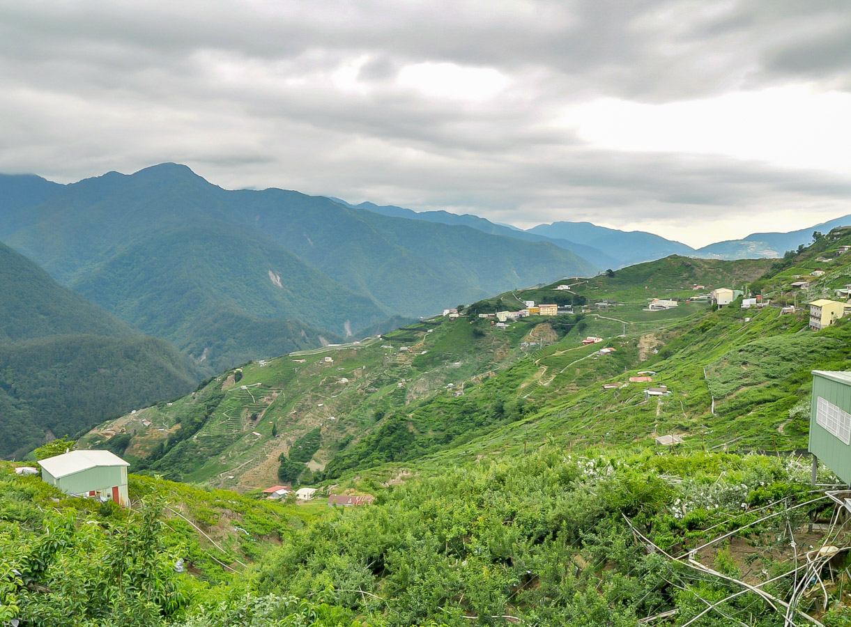 Tea Masters: Spring 2016, the legend of Lishan Oolongs