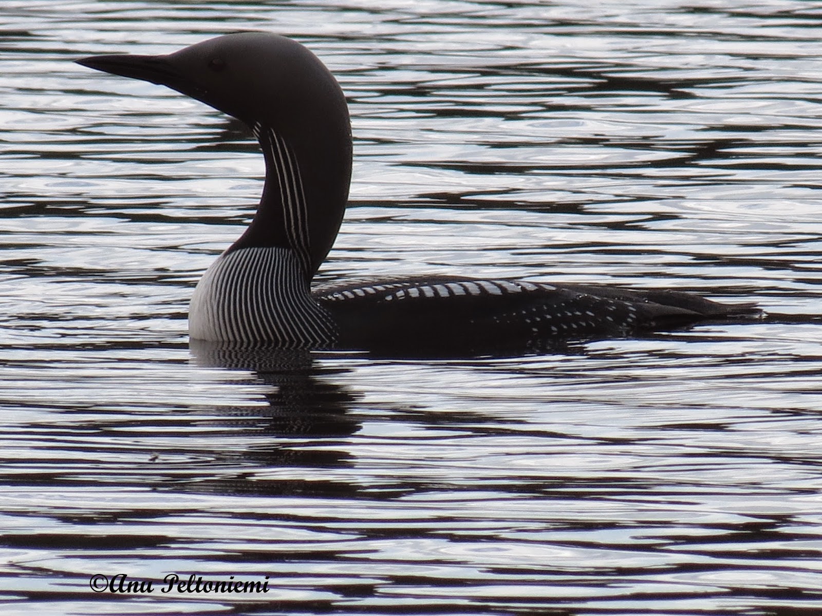 Lintuilua - Birding: Kuikka