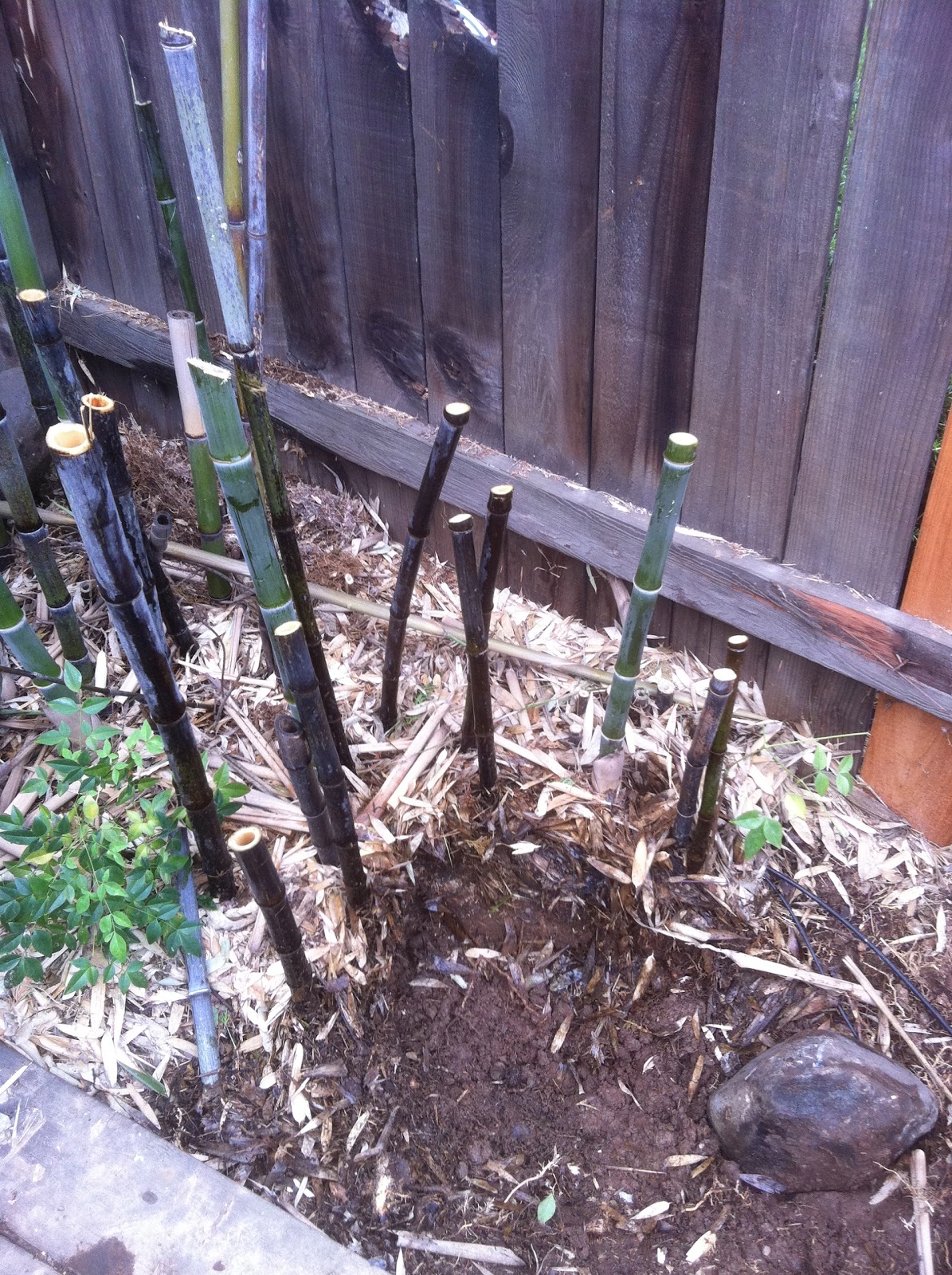 Bamboo Geek: Notes from a bamboo dig
