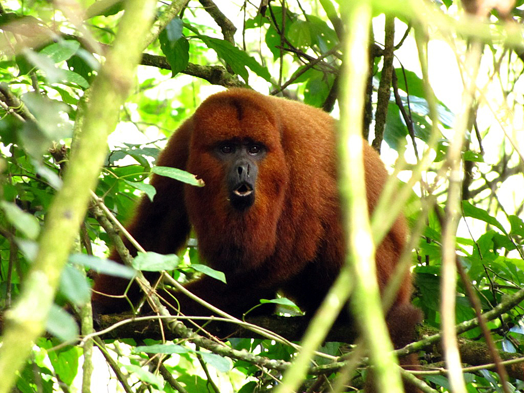 BUTZKE AGRÍCOLA E FLORESTAL - TAIÓ/SC: Bugio - Alouatta guariba clamitans
