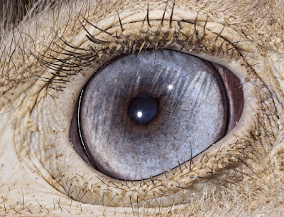 A VUELO DE UN QUINDE® - EL BLOG !!!!! .::::.: NATURALEZA : BIOLOGÍA ...