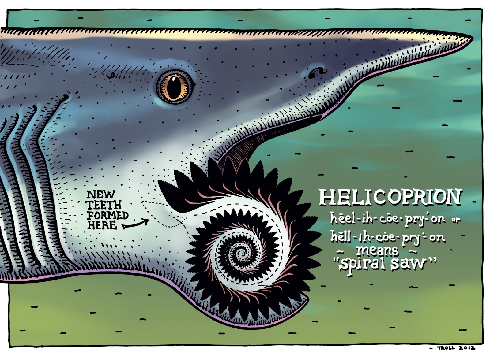 Bouillons de Cultures: La mâchoire spiralée de l'Helicoprion