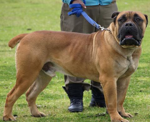 Training Boerboel Dog: How Well Is Your Boerboel Groomed?