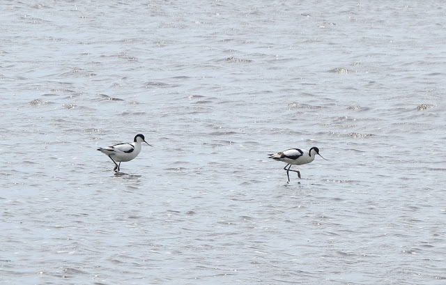 De Vogelaars: De Groene Jonker, Ruygeborg en Botshol. Een excursie van ...