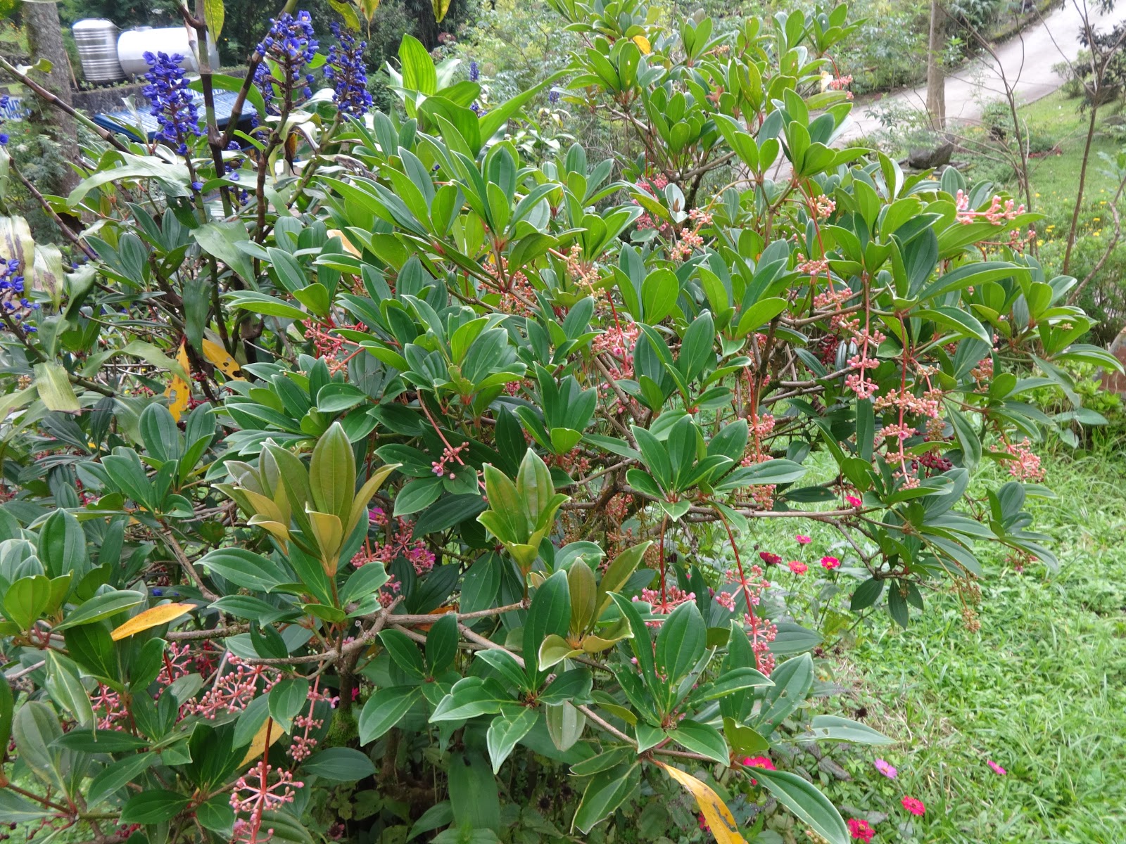 Herbs from Distant Lands: Medinilla magnifica, Medinilla pendula ...