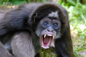 In my head: Primates Dentition Patterns