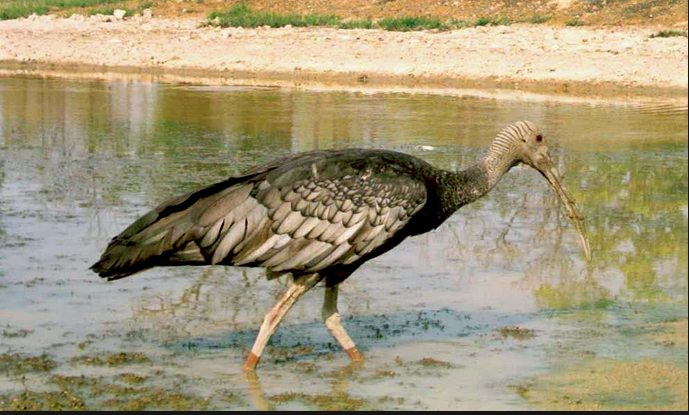 VISITEUSSOON: Giant Ibis