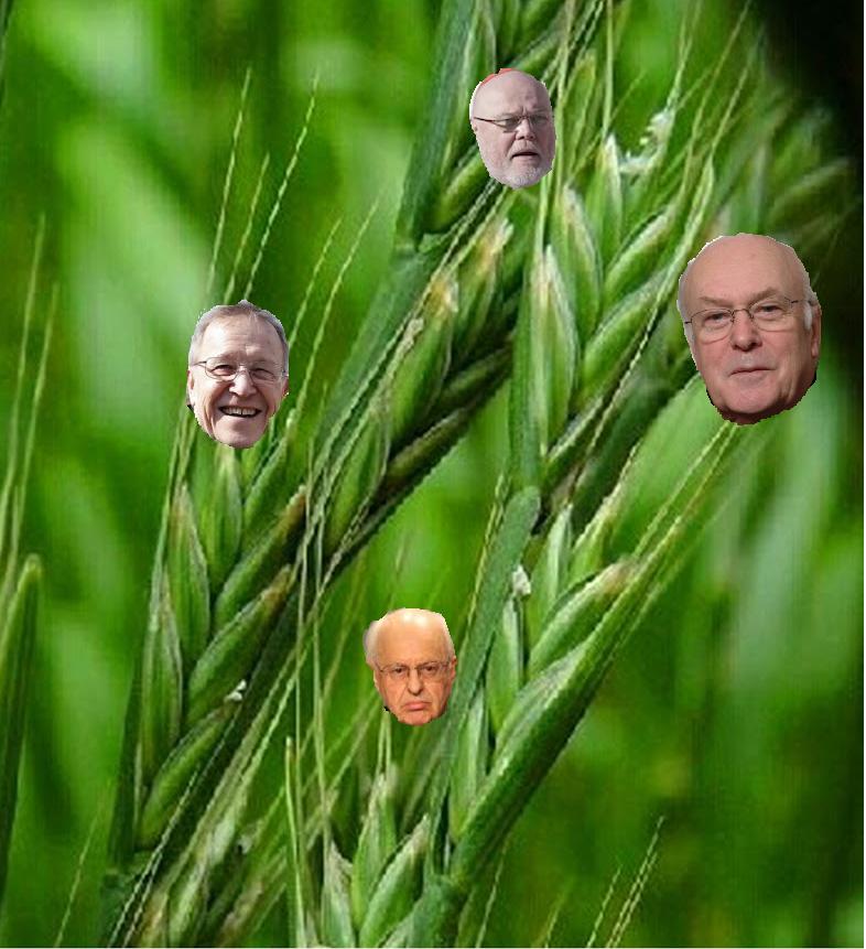 Eccles is saved: The parable of the wheat and the tares