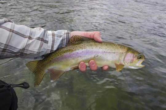 The Trout Zone: Fishing the Clinch River