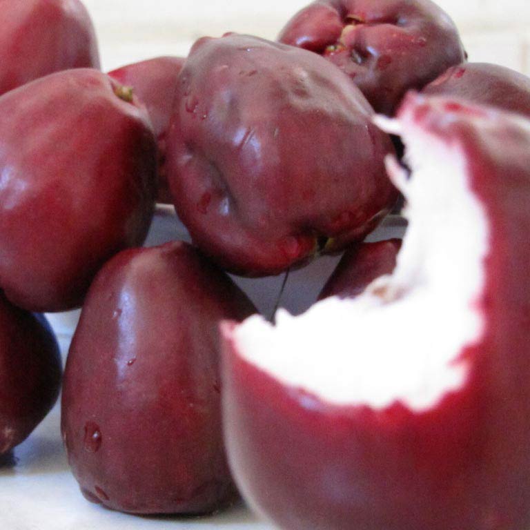 Jambo - Syzygium jambos