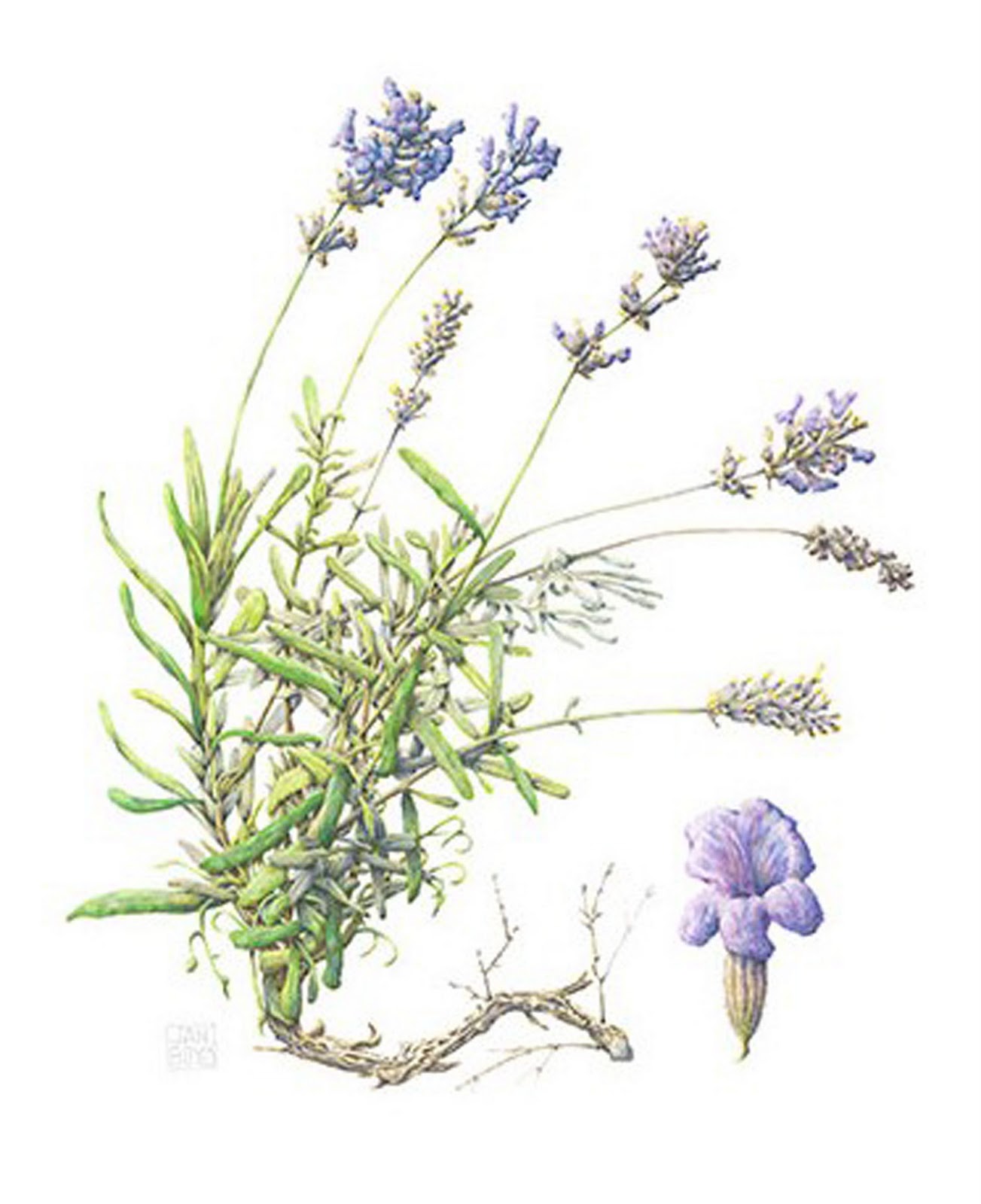 Lavender | Botanical illustration, Botanical drawings, Botanical artwork