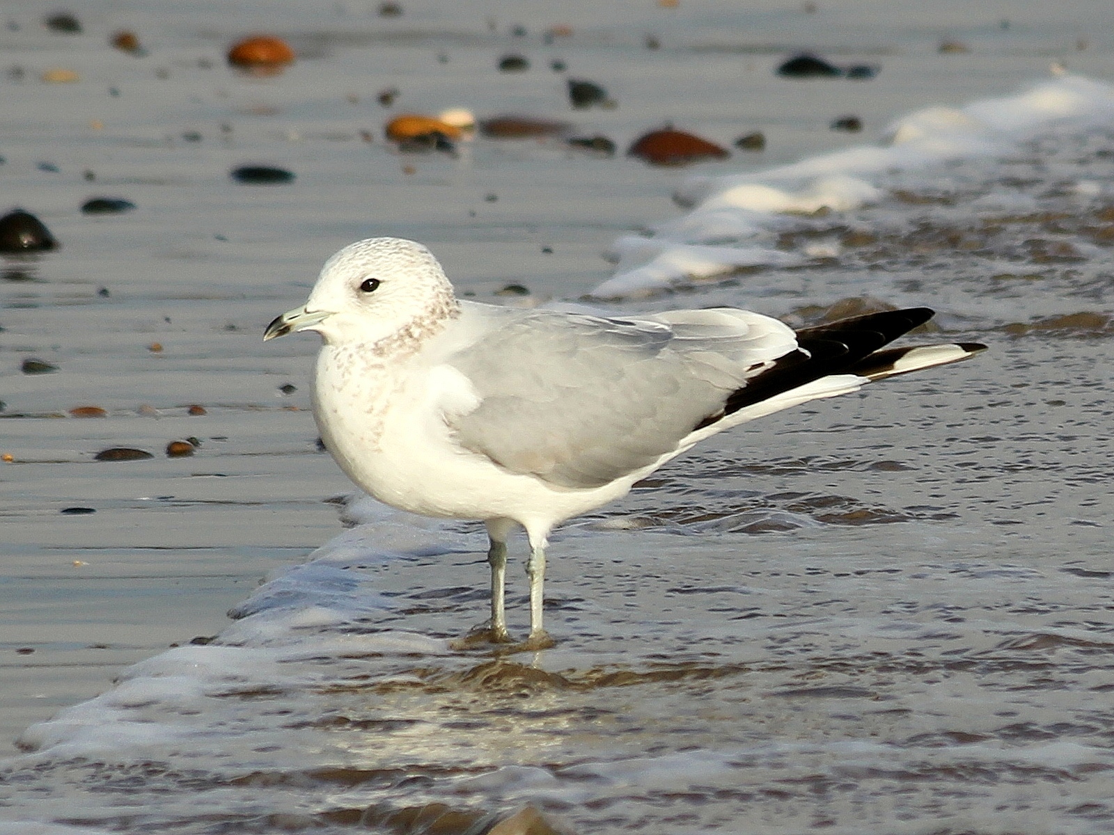 Pike's Pics: Common Gull at Hornsea