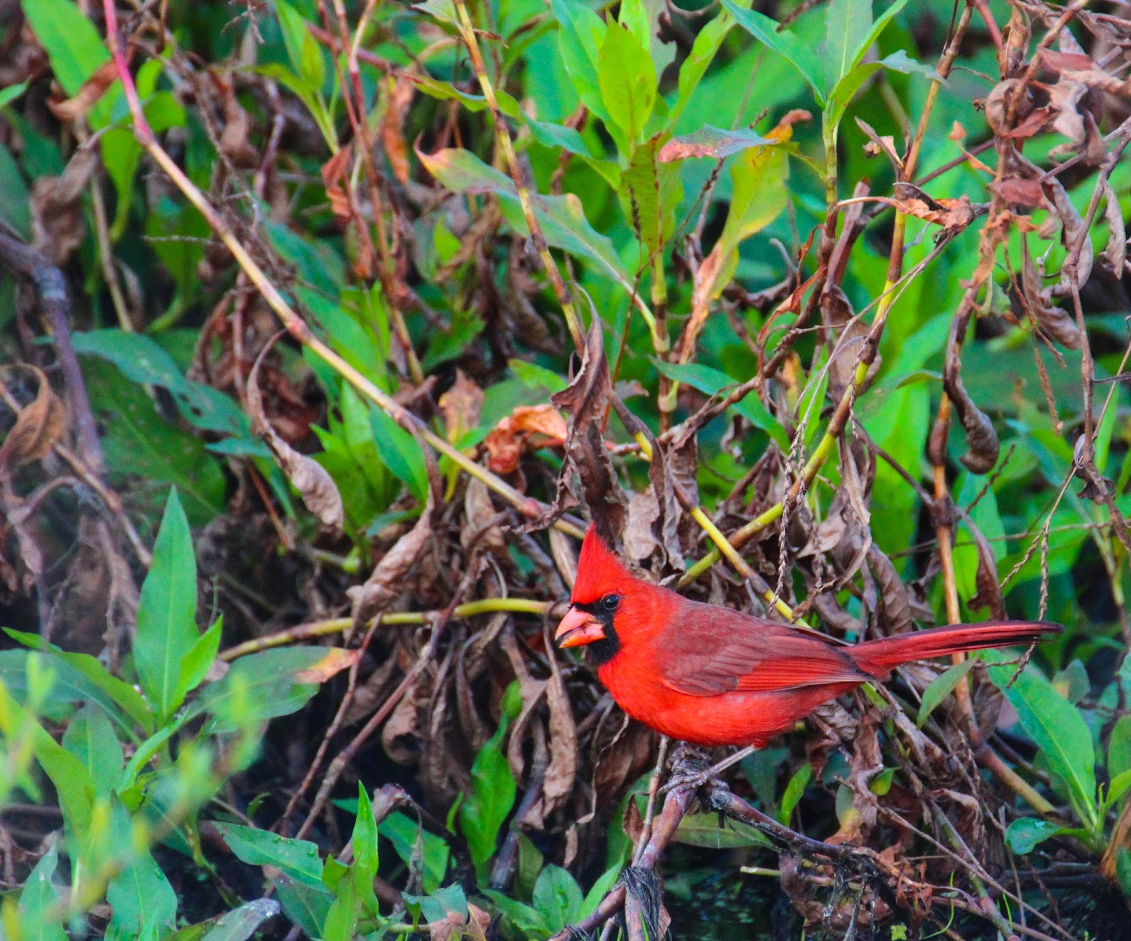 Cannundrums: Florida Cardinal