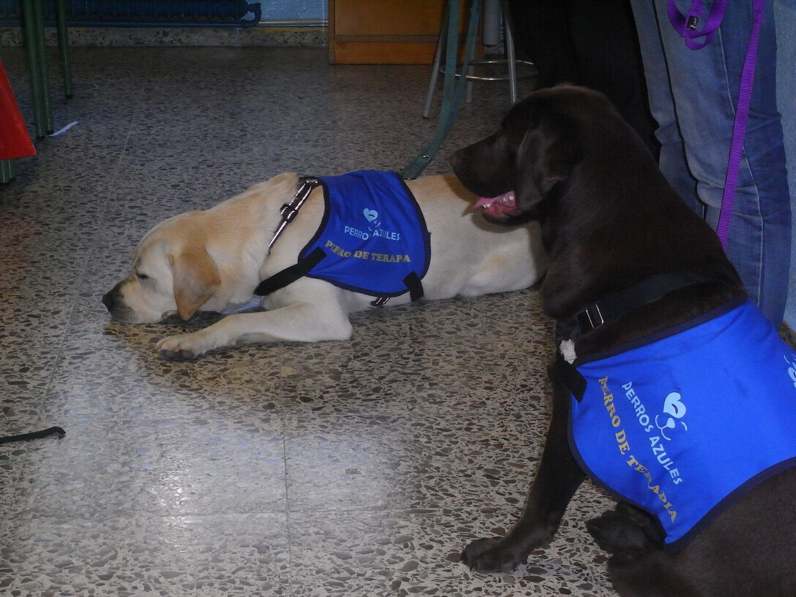 Blog educativo de Miguel Pele: DOS PERROS DE TERAPIA, DE LA ASOCIACIÓN ...