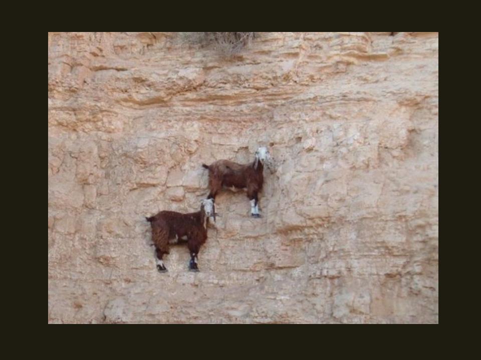 CLASA NOASTRĂ: [ FOTO ] CAPRA DE MUNTE