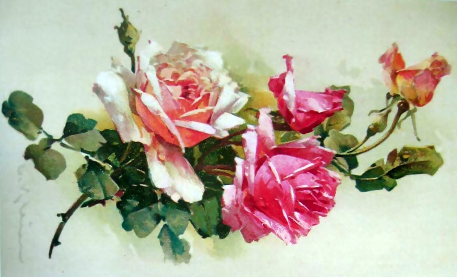 Vintage Art Roses Group Prints Postcard | Joy Design Studio