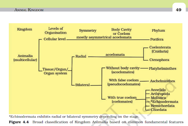 Kingdom Animalia flow chart, class 11, NCERT. kexam