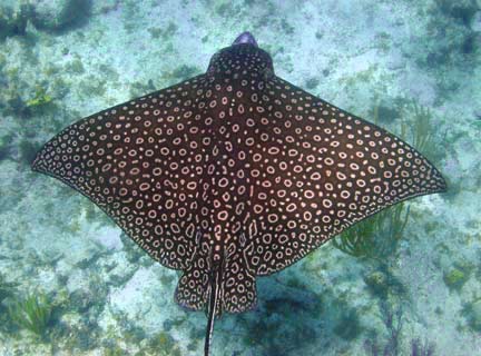 Eagle Ray - Fishes