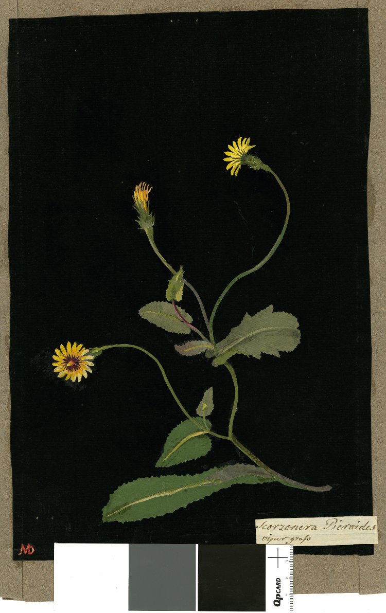 nickyskye meanderings: Mary Delany, collage artist of flowers in the 1700's