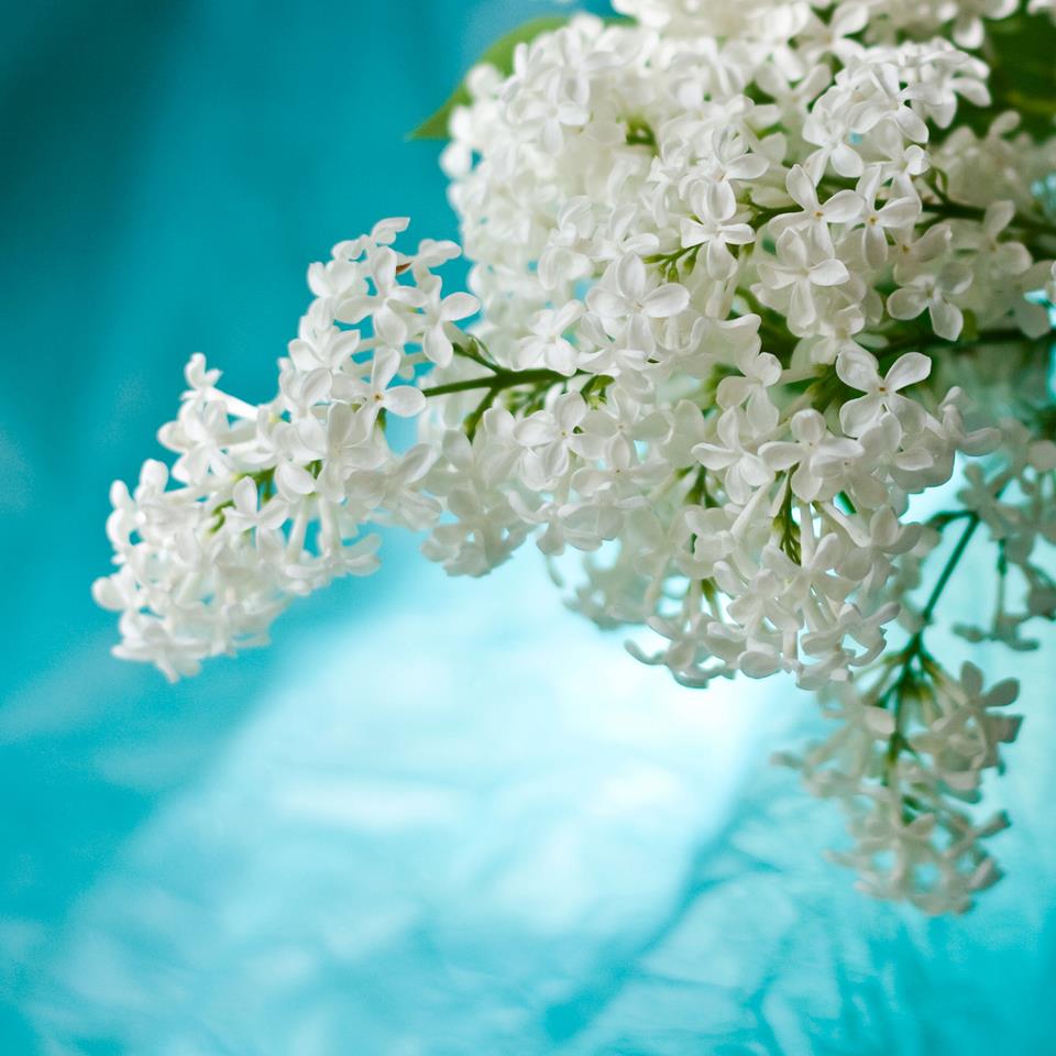 Isidora Jesenjinova: jorgovan nebeske bašte