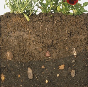 OMICS Publishing Group: Soil Biology