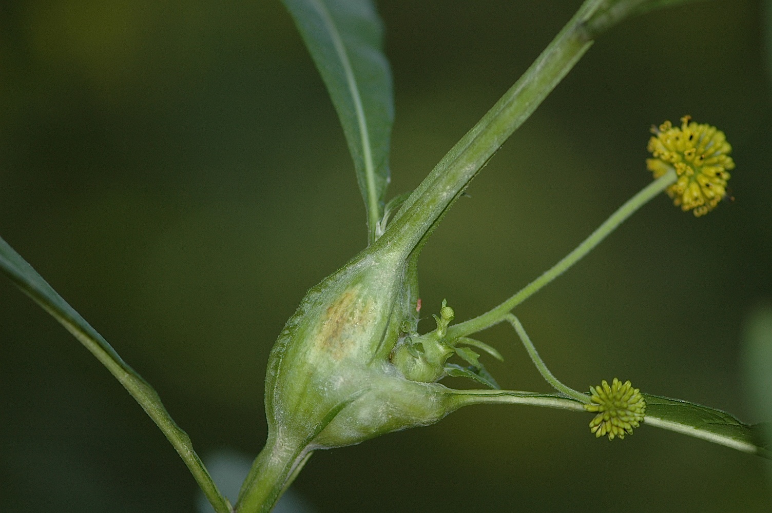 Field Biology in Southeastern Ohio: Plant Galls part 2